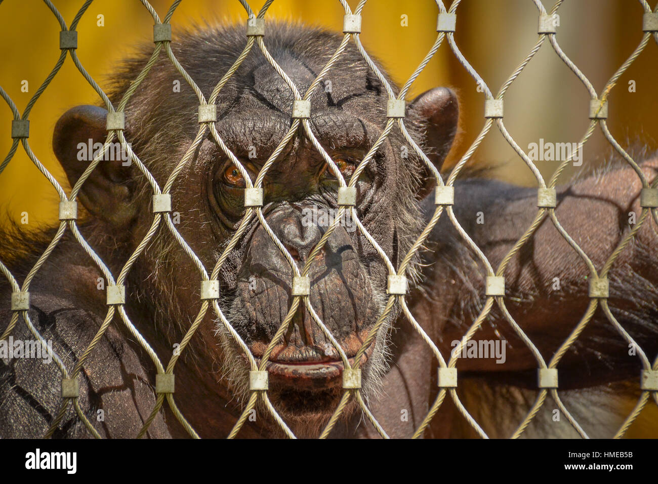 Chimpanzee is prisoner in a cage at the ZOO Stock Photo - Alamy