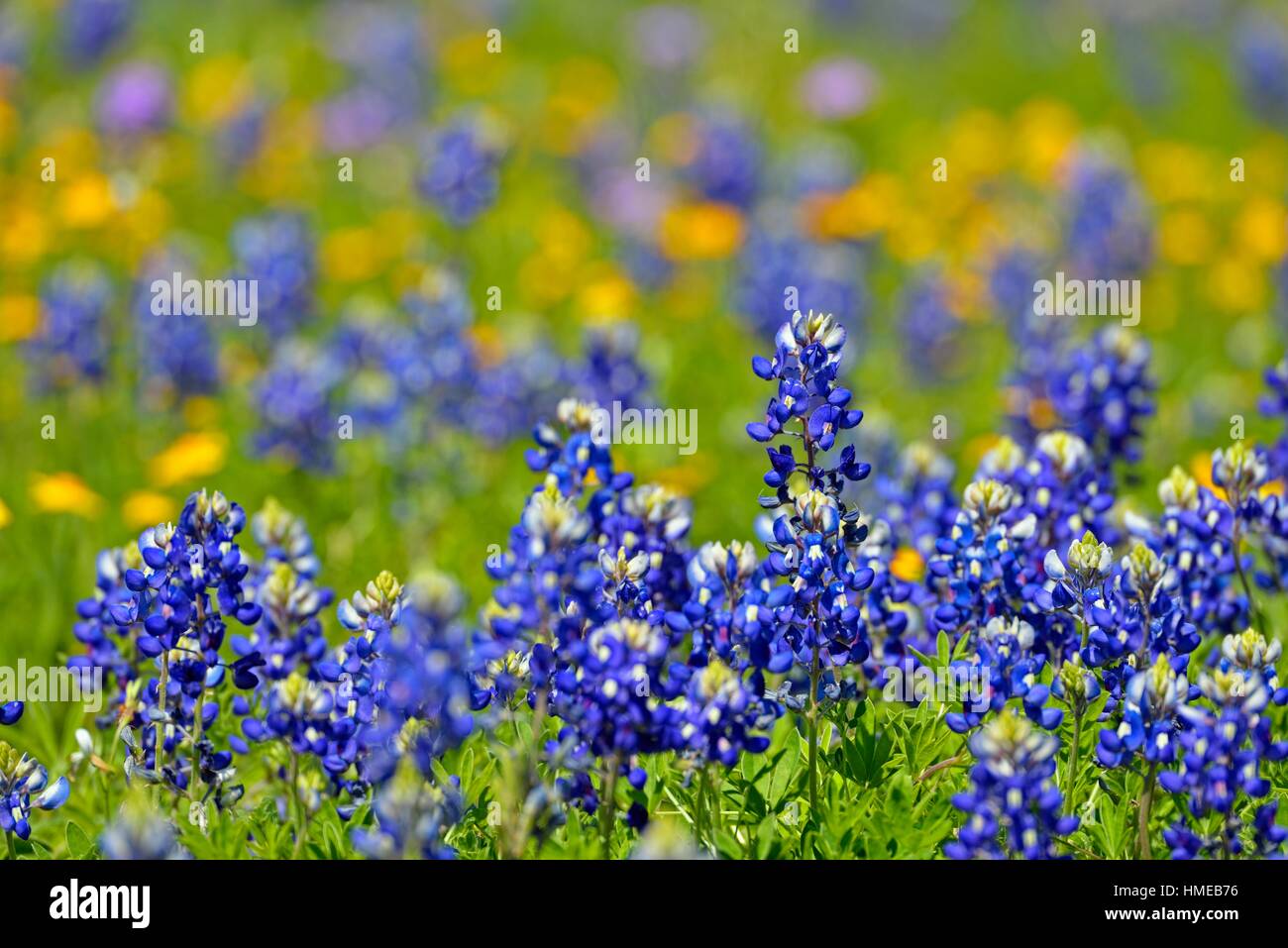 Bluebonnet lupine hi-res stock photography and images - Alamy