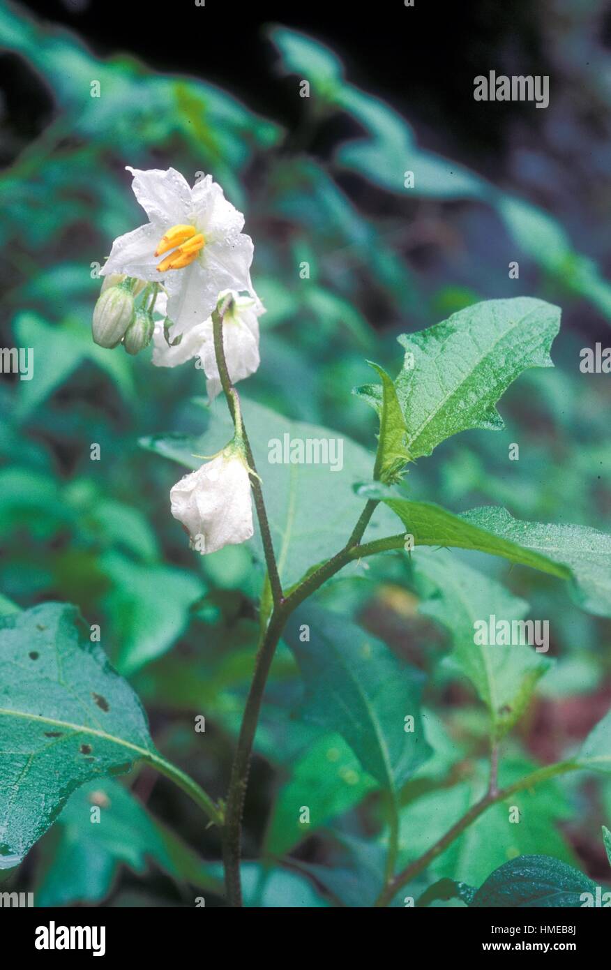 Solanum Carolinense High Resolution Stock Photography and Images - Alamy