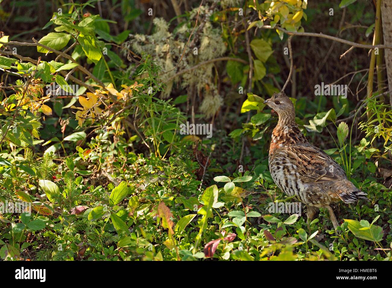 Ruffed Grouse Umbellus Camouflage Stock Photos & Ruffed Grouse Umbellus ...