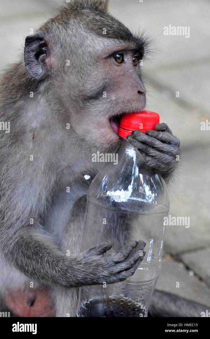Indonesia, Bali, Long - tailed Macaque,Macaca fascicularis biting ...