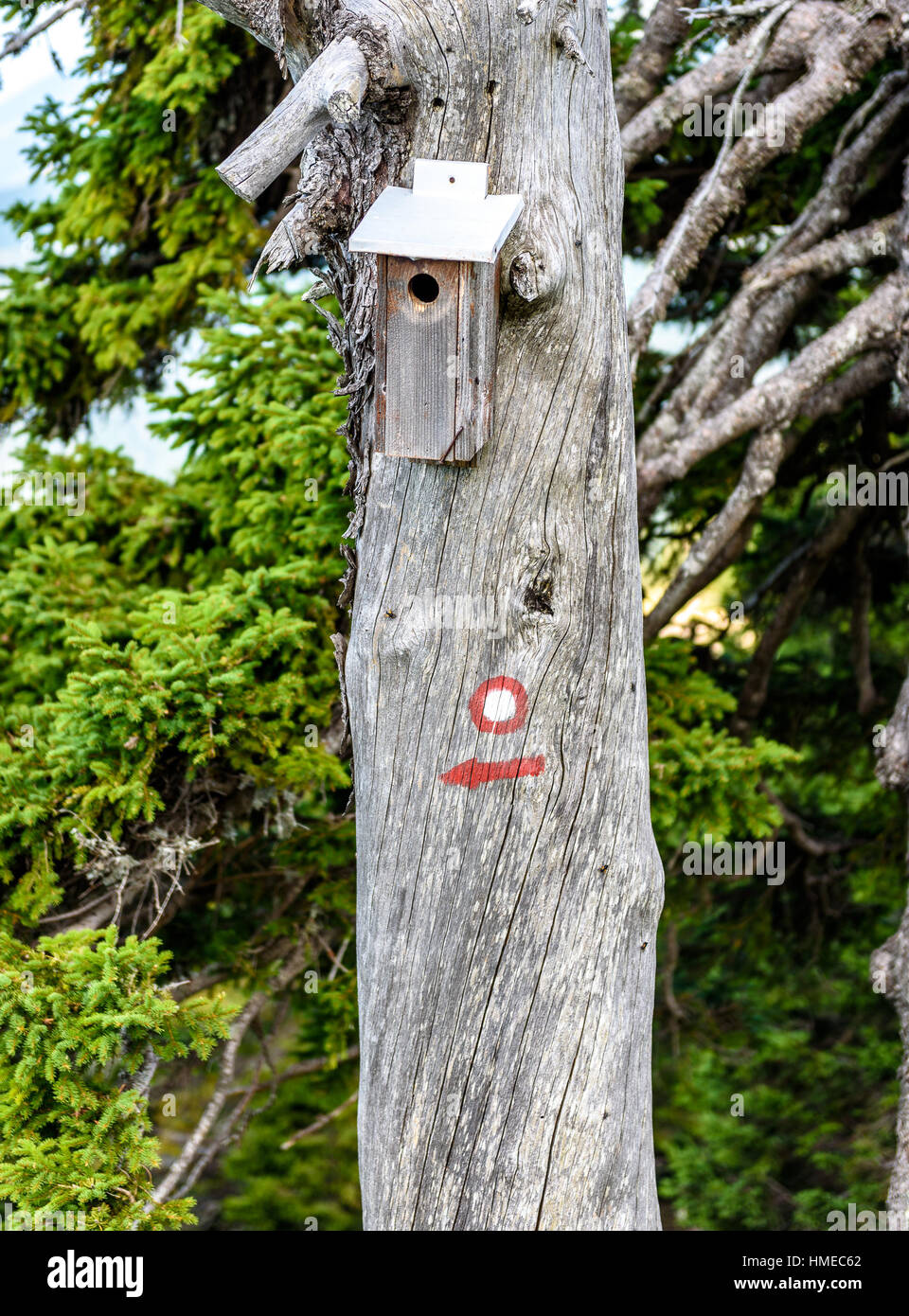 Mountain trail marker on a spruce or pine tree. Marked trail in woods ...