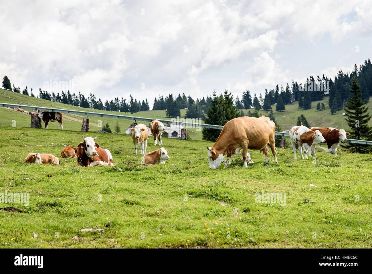 Free range cattle cows on high mountain green pasture. Organic breeding ...