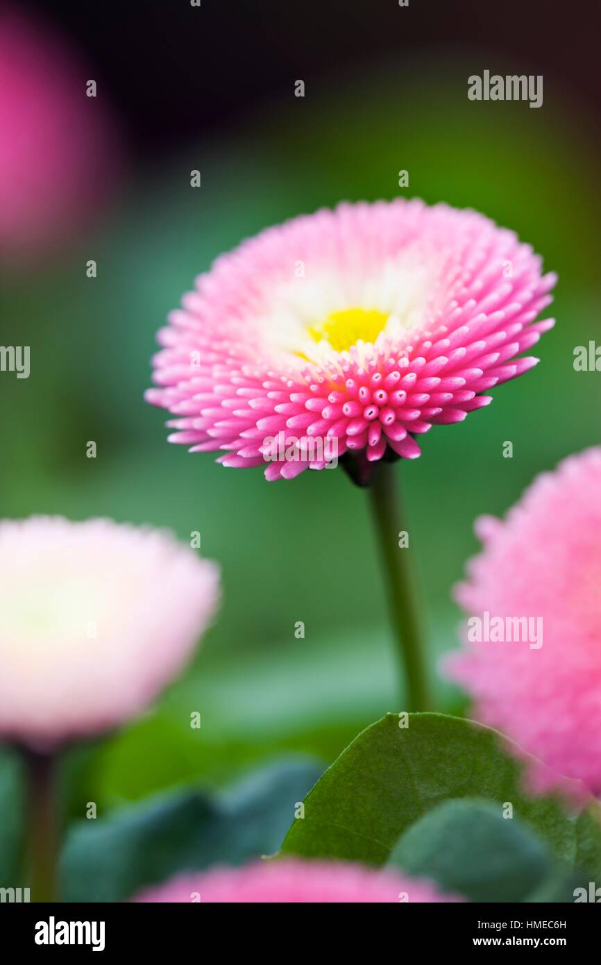 Bellis perennis bellissima rose hi-res stock photography and images - Alamy