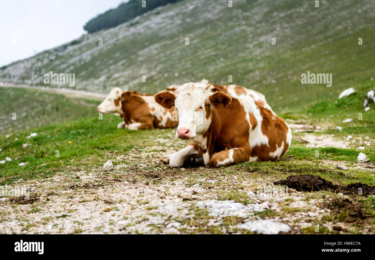 Freerange animal agriculture hi-res stock photography and images - Alamy