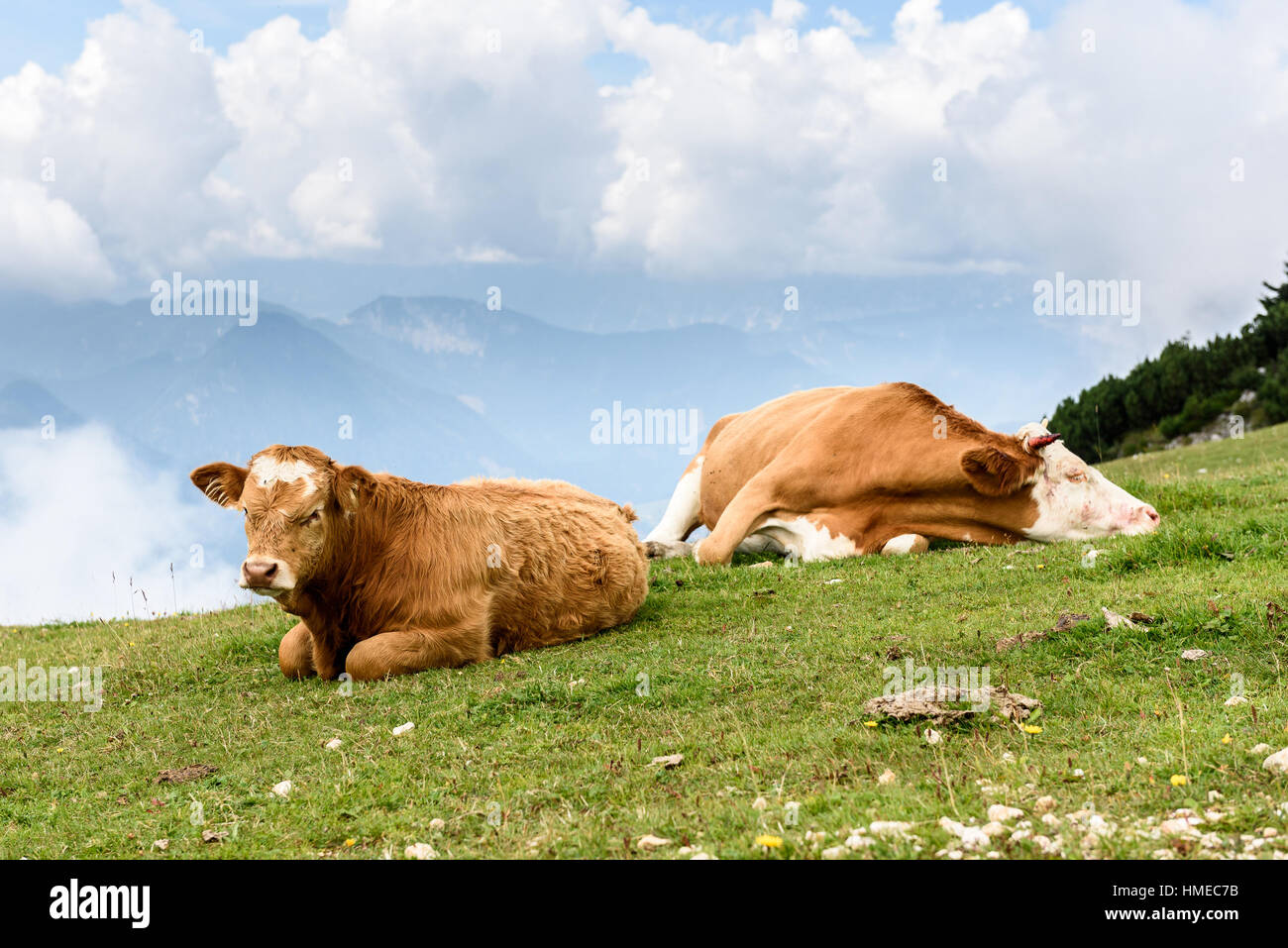 Free range cattle hi-res stock photography and images - Alamy