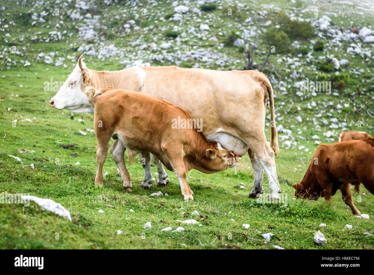 Free range cattle cows on high mountain green pasture. Organic breeding ...