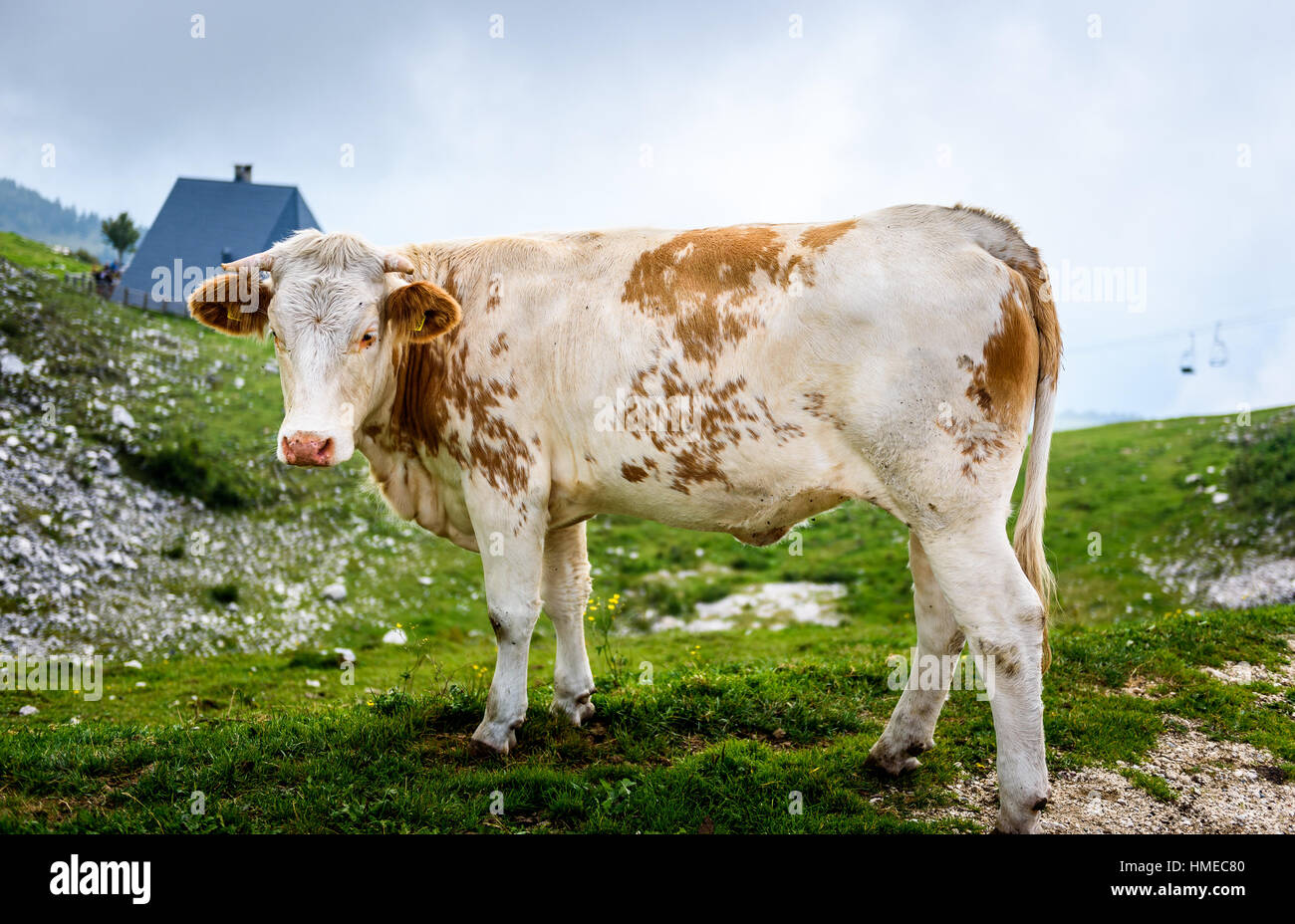 Free range cattle cow on high mountain green pasture. Organic breeding ...