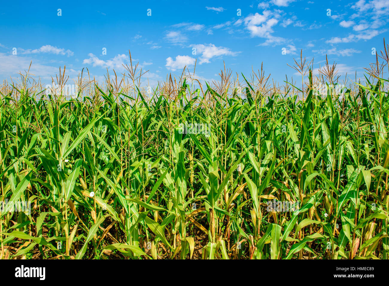 Corn field with blue skies. Organic agriculture green leaf. Green ...
