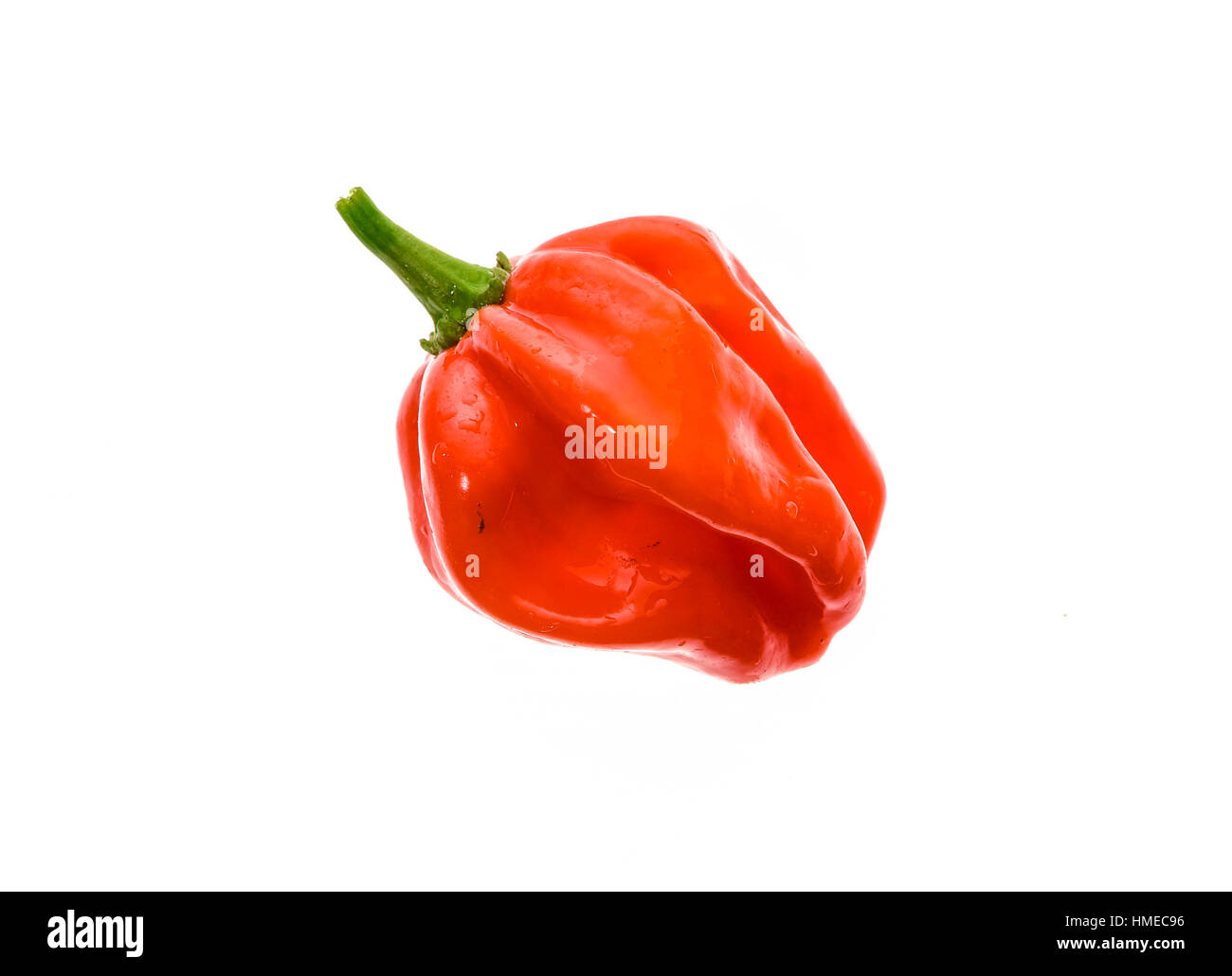 Fresh ripe Caribbean Red Habanero hot chili pepper with green stem ...