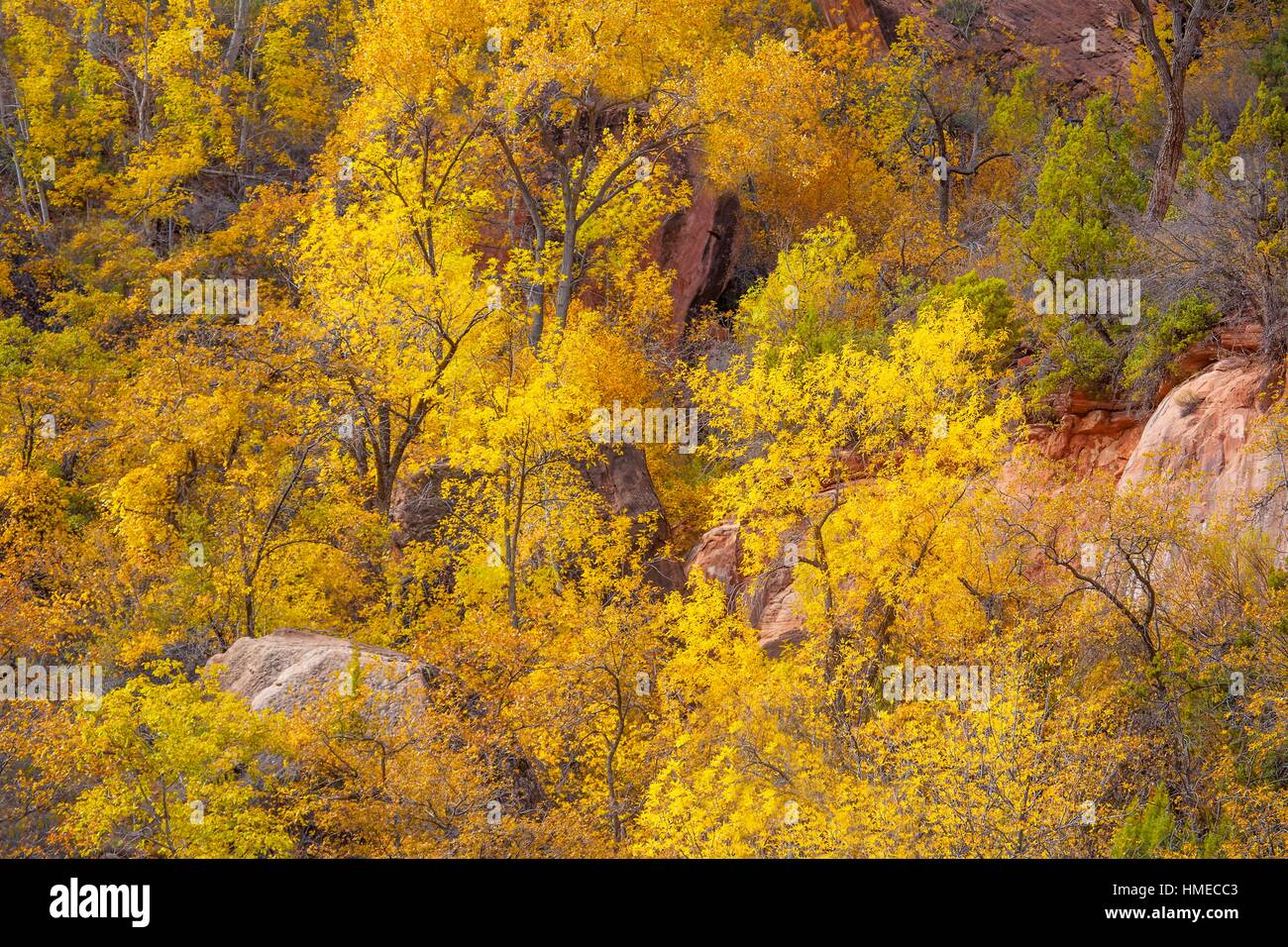 Fall colors have arrived at Zion Canyon at Zion National Park, Utah ...