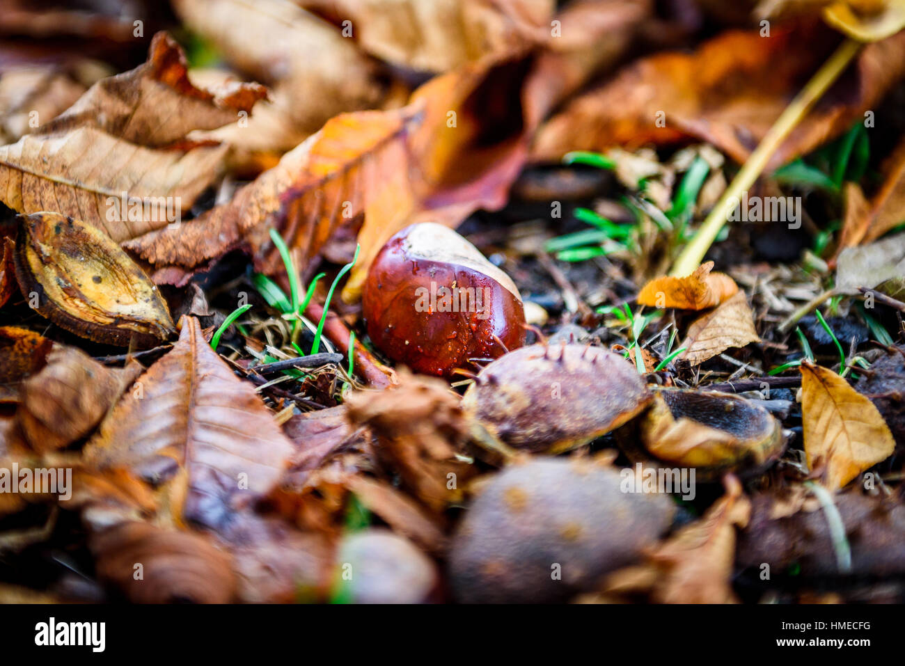 Red horse chestnuts hi-res stock photography and images - Alamy