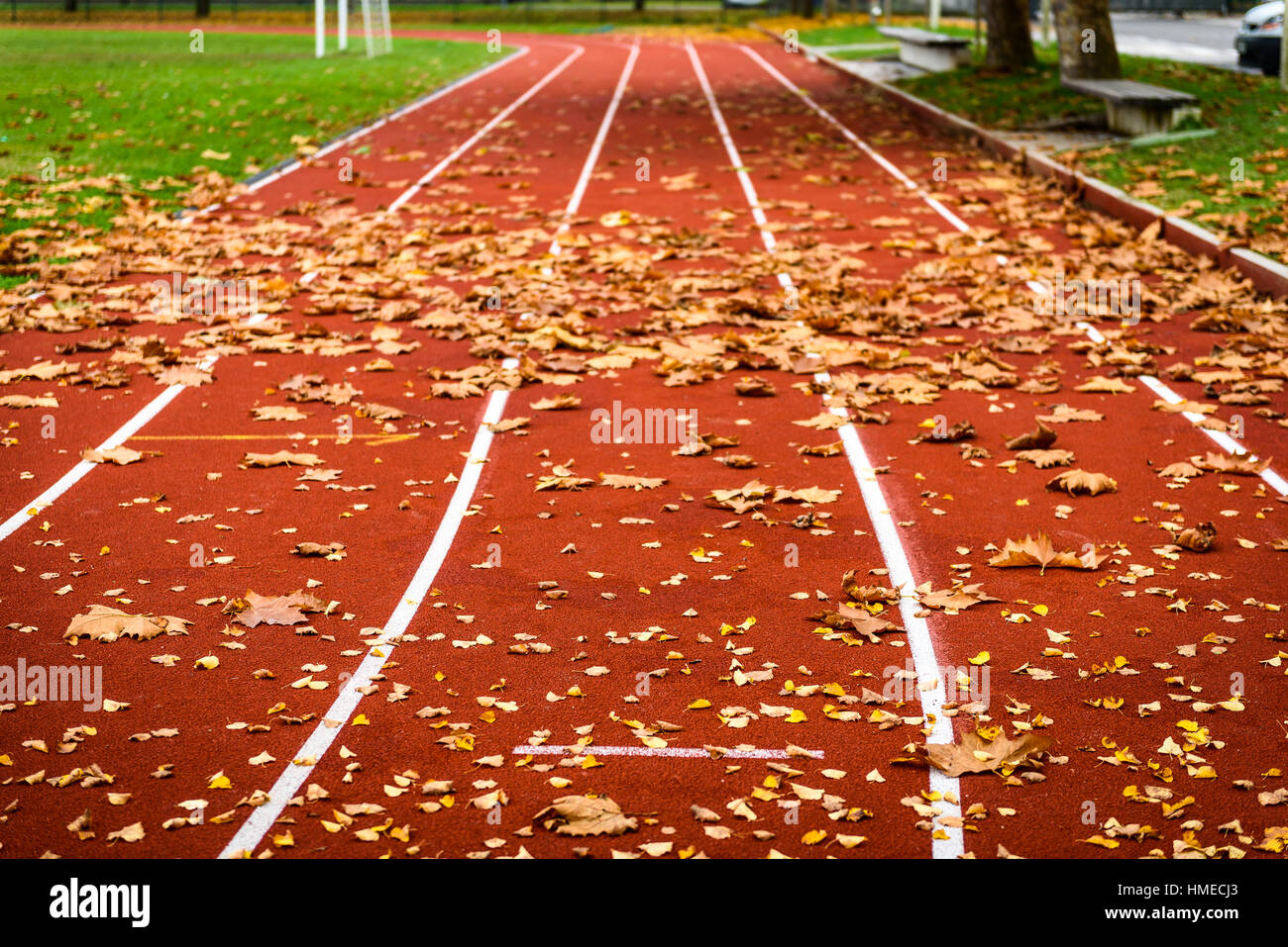 Maple leafs on athletic running track in stadium. Old and abandoned run ...