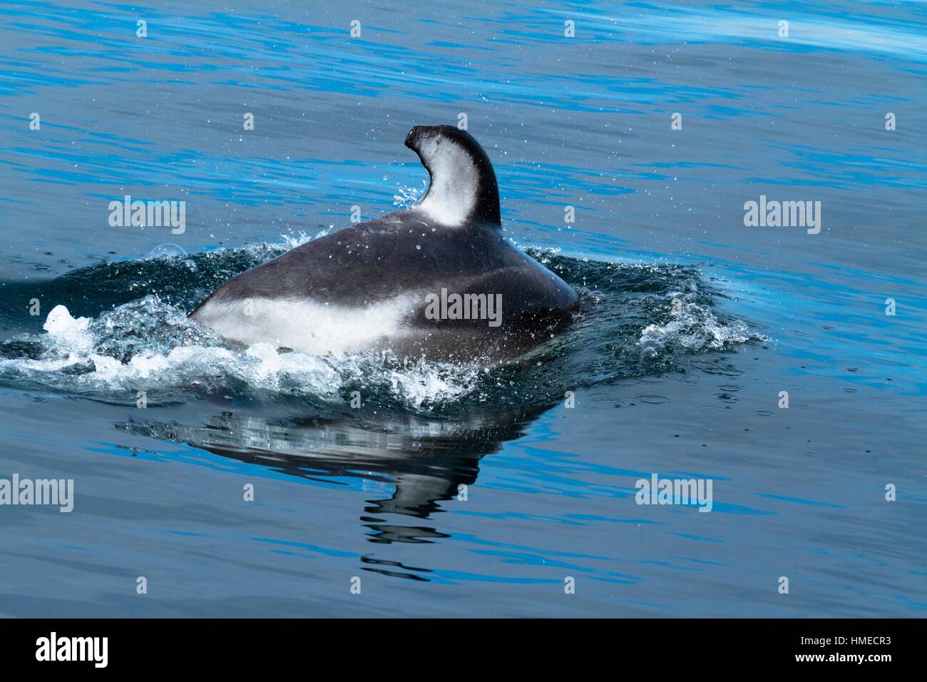 White dorsal fin hi-res stock photography and images - Alamy