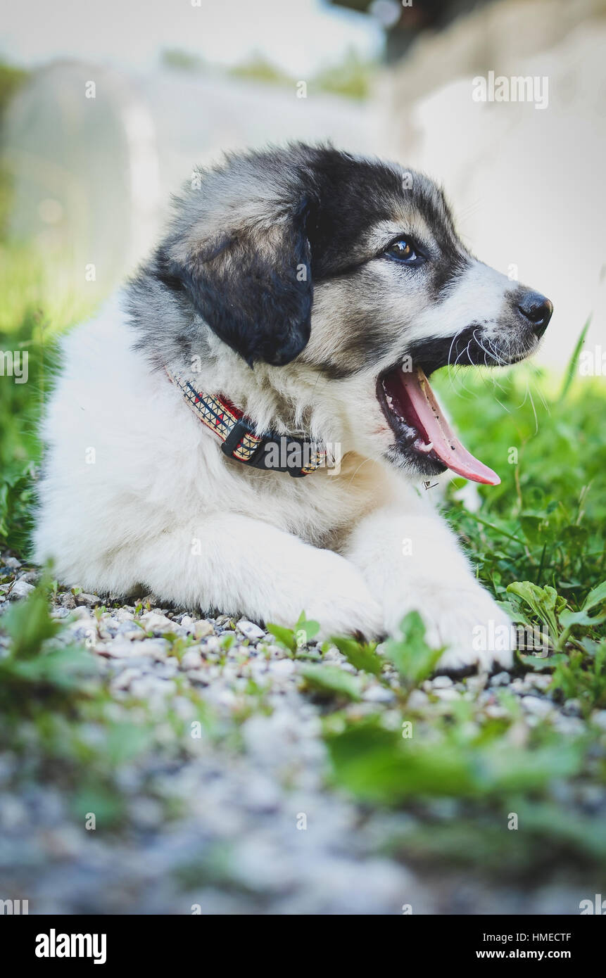 Malamute Lab Mix Puppies