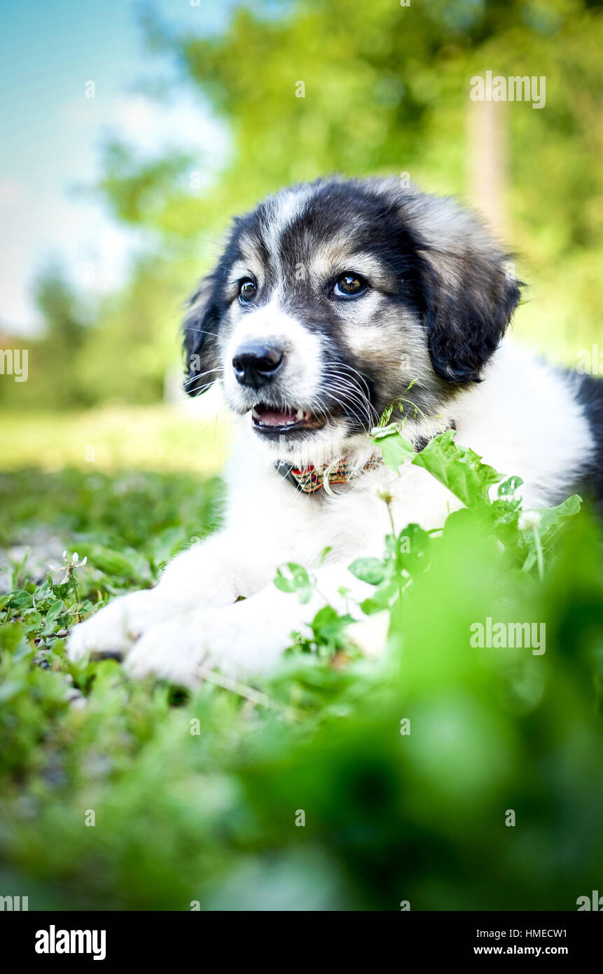 Puppy small dog is resting on the grass. Purebred domestic young pup ...