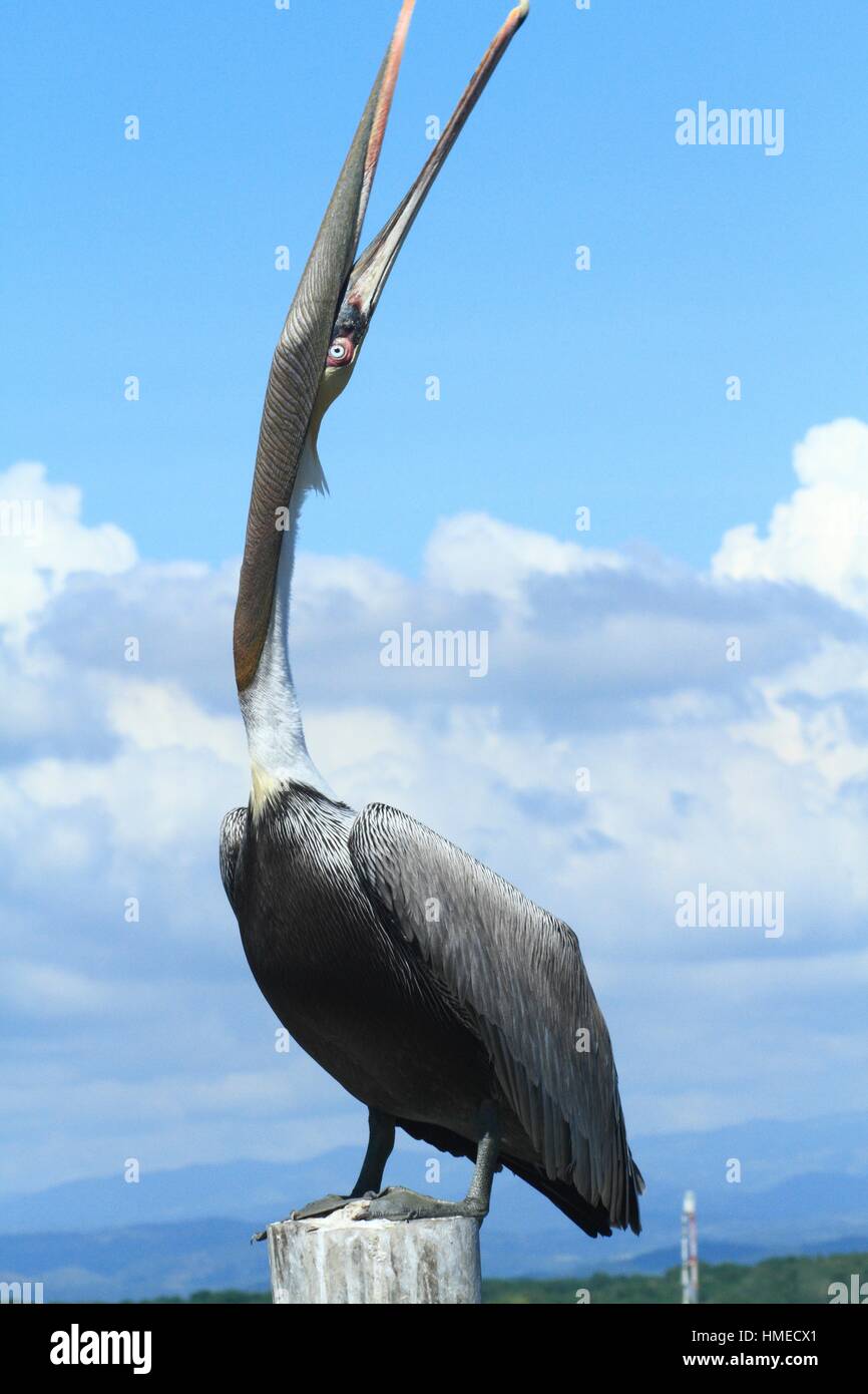 Río pelícano hi-res stock photography and images - Alamy