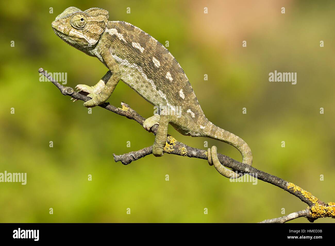 European Chamaleon (Chamaeleo chamaeleon) on a tree branch. Benalmadena ...