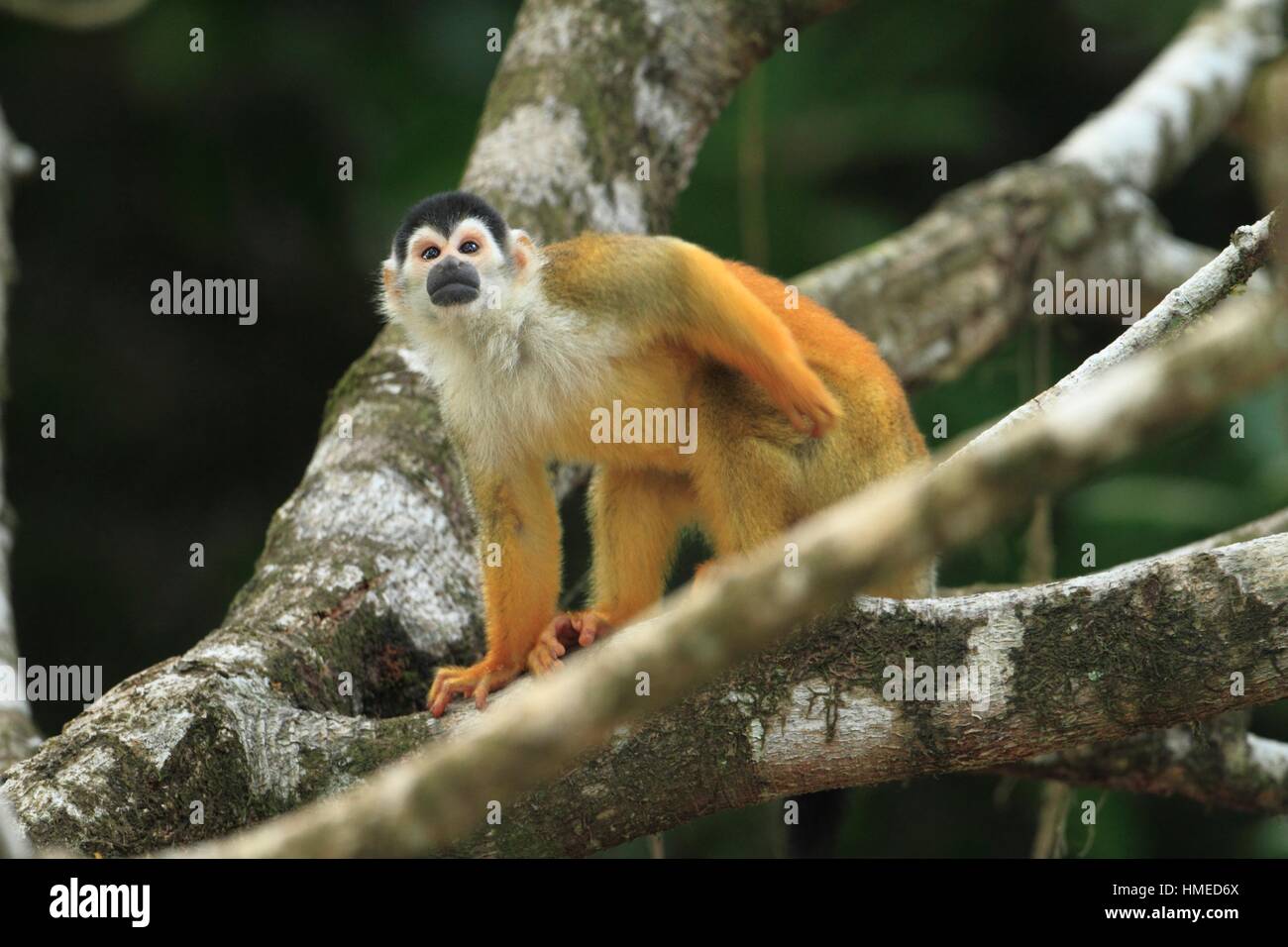 Mono Titi(Saimiri oerstedii) en el Parque Nacional de Corcovado ...