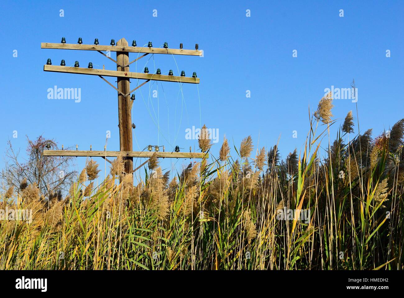 Invasive Phragmites High Resolution Stock Photography and Images - Alamy
