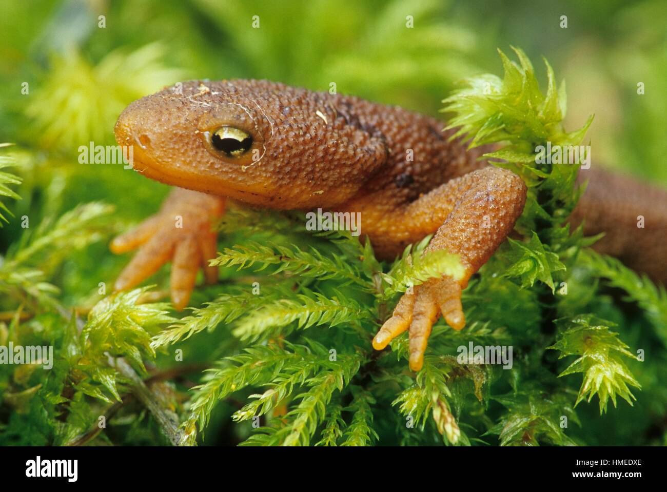 Rough Skinned Newt High Resolution Stock Photography and Images - Alamy
