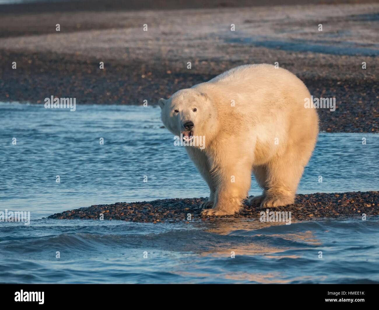 Alaska Arctic Polar Bear Growl Stock Photo - Alamy