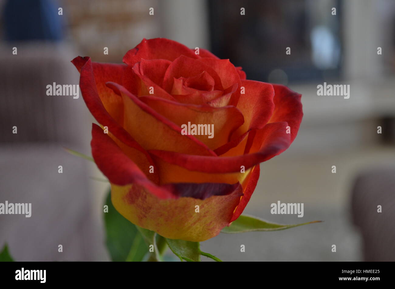 Beautiful Red-Yellow rose in close up Stock Photo - Alamy