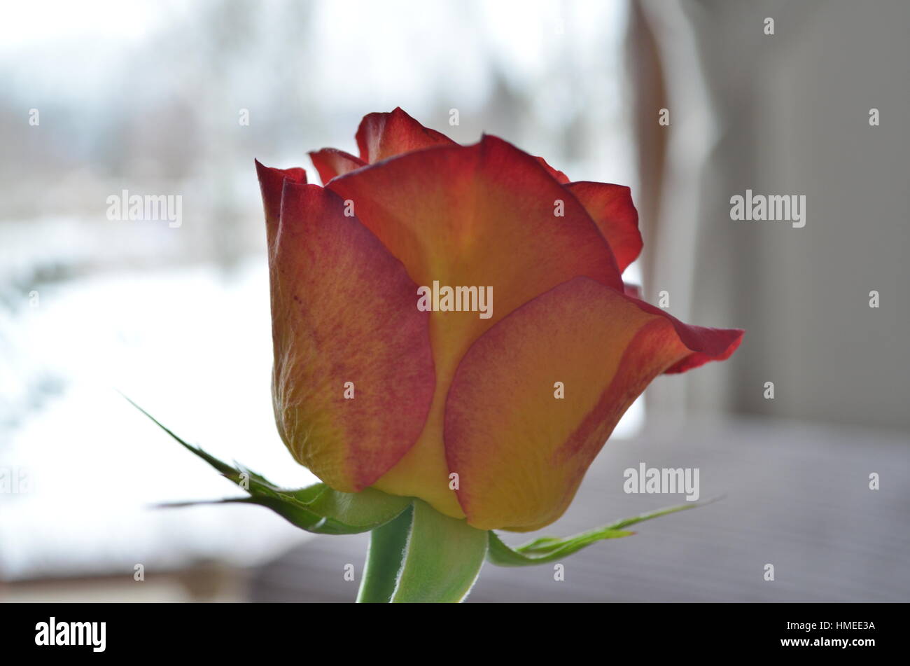 Red yellow rose hi-res stock photography and images - Alamy