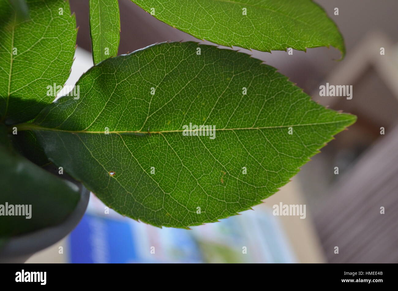 Green leaf of rose Stock Photo - Alamy