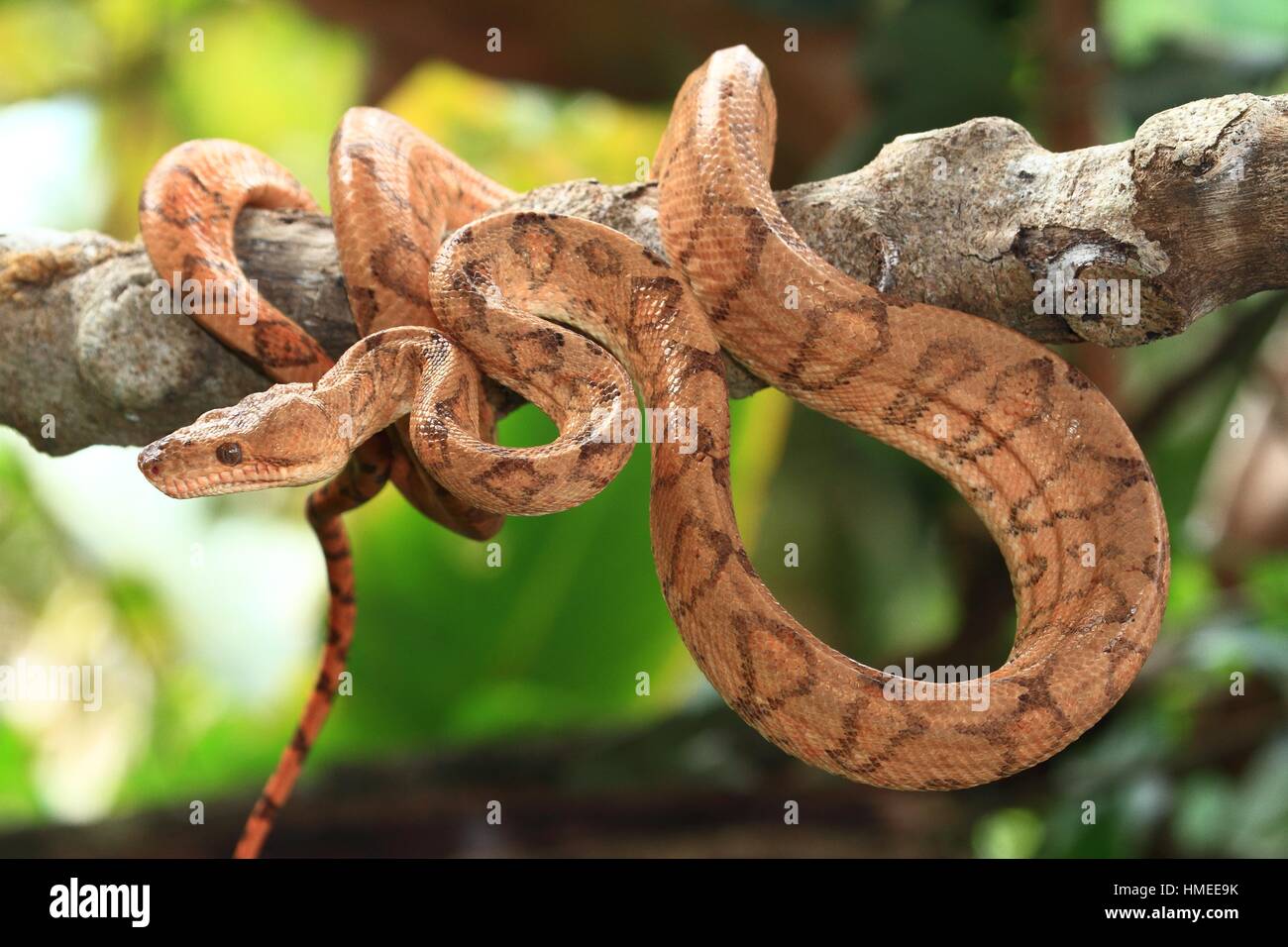 Corallus Annulatus High Resolution Stock Photography and Images - Alamy