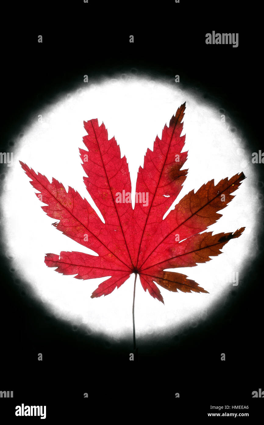 Weathered and damaged maple leaf in a backlit sphere Stock Photo - Alamy
