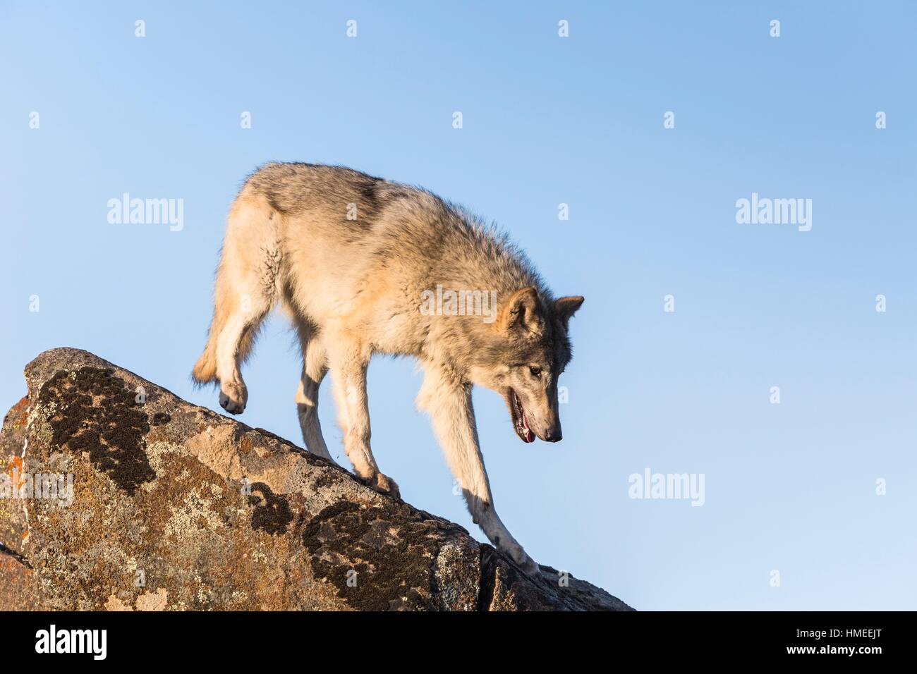 California gray wolf hi-res stock photography and images - Alamy