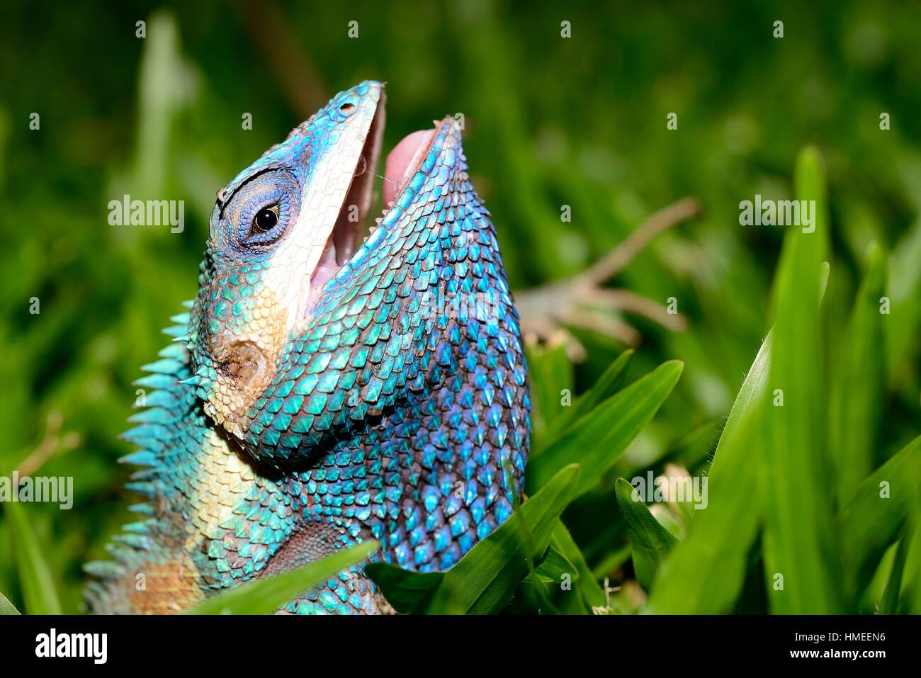 Blue Crested Lizard Stock Photos & Blue Crested Lizard Stock Images - Alamy