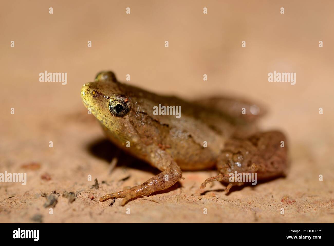 Rice field frog hi-res stock photography and images - Alamy
