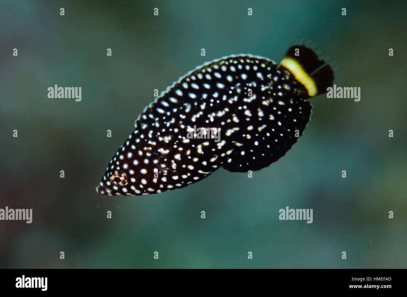 Spotted Wrasse High Resolution Stock Photography and Images - Alamy