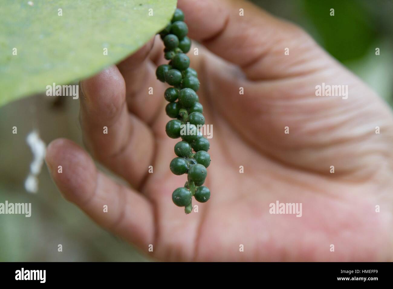 Kerala pepper spice hi-res stock photography and images - Alamy