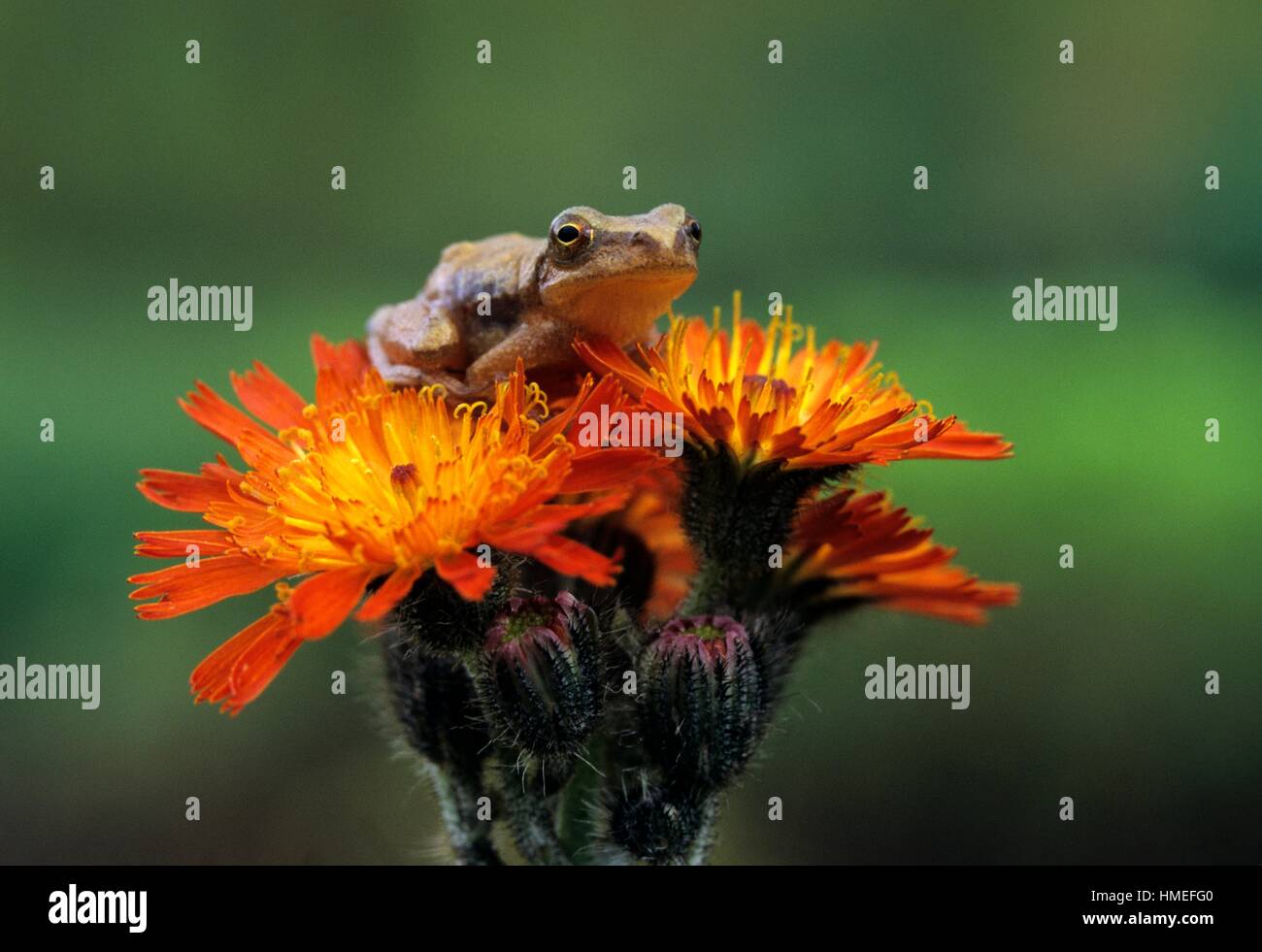Spring peeper hyla crucifer hi-res stock photography and images - Alamy