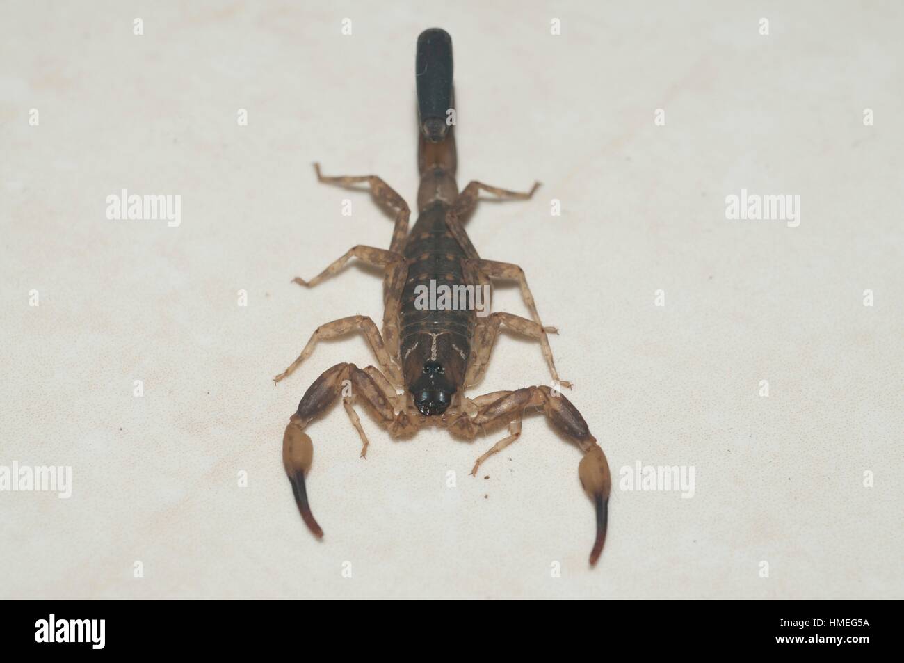 Lychas scorpion hi-res stock photography and images - Alamy