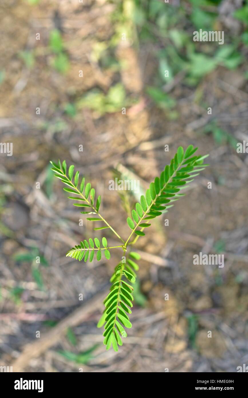Small growing tree Stock Photo - Alamy
