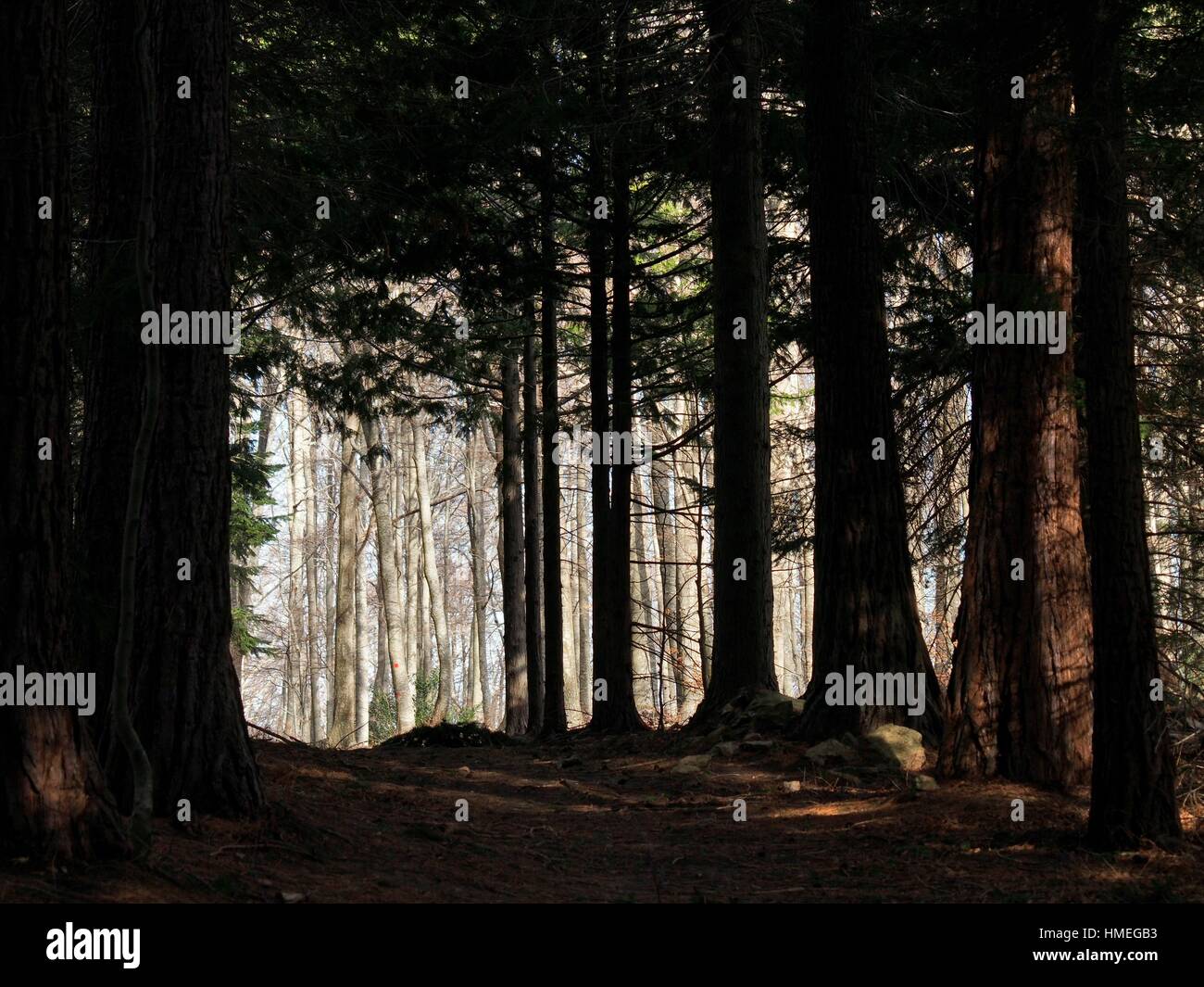 Silver fir forest abies alba hi-res stock photography and images - Alamy