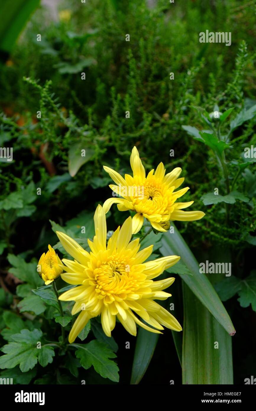 chrysanthemum,,Daisy Flowers, asia Stock Photo - Alamy