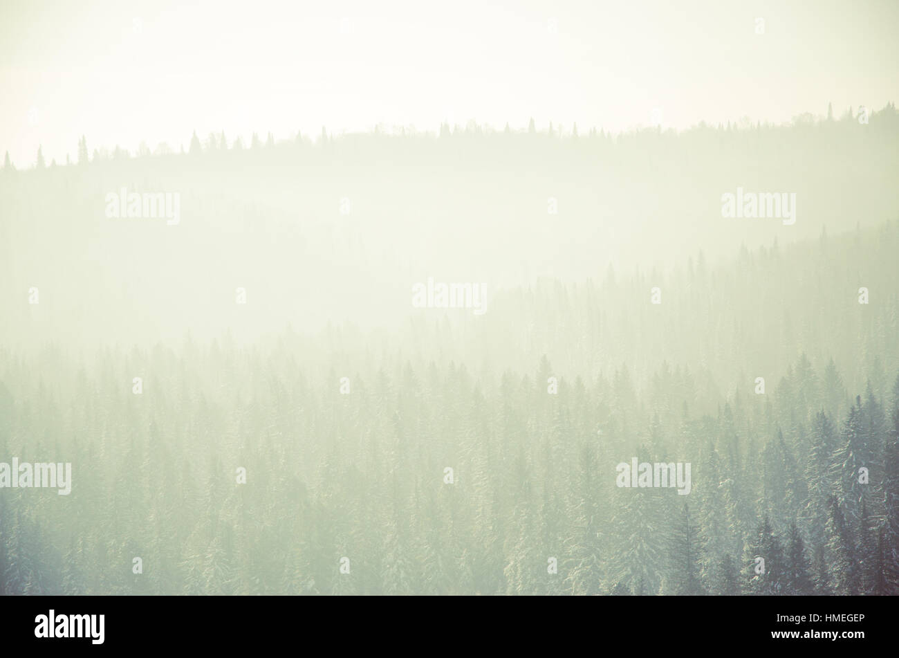 thick fog covered with thick coniferous forest. forest with a bird's ...