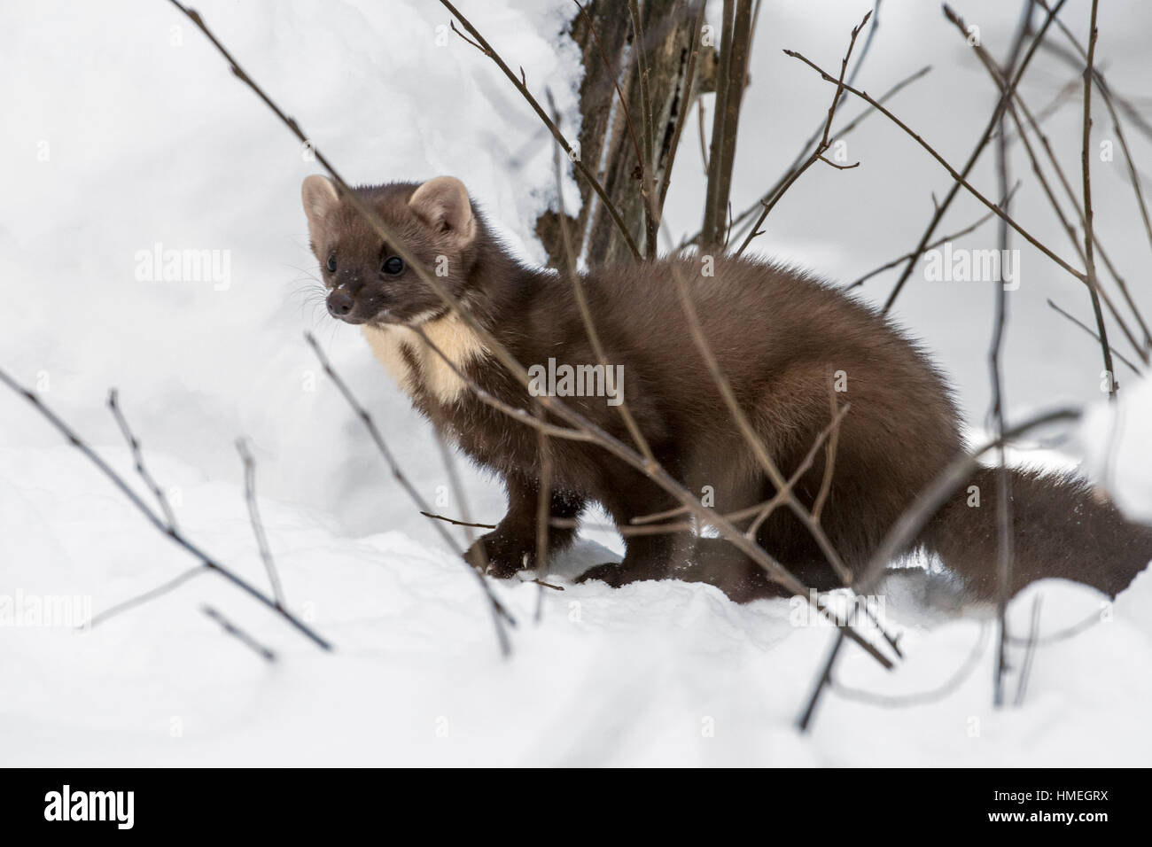 Pine martens winter uk hi-res stock photography and images - Alamy