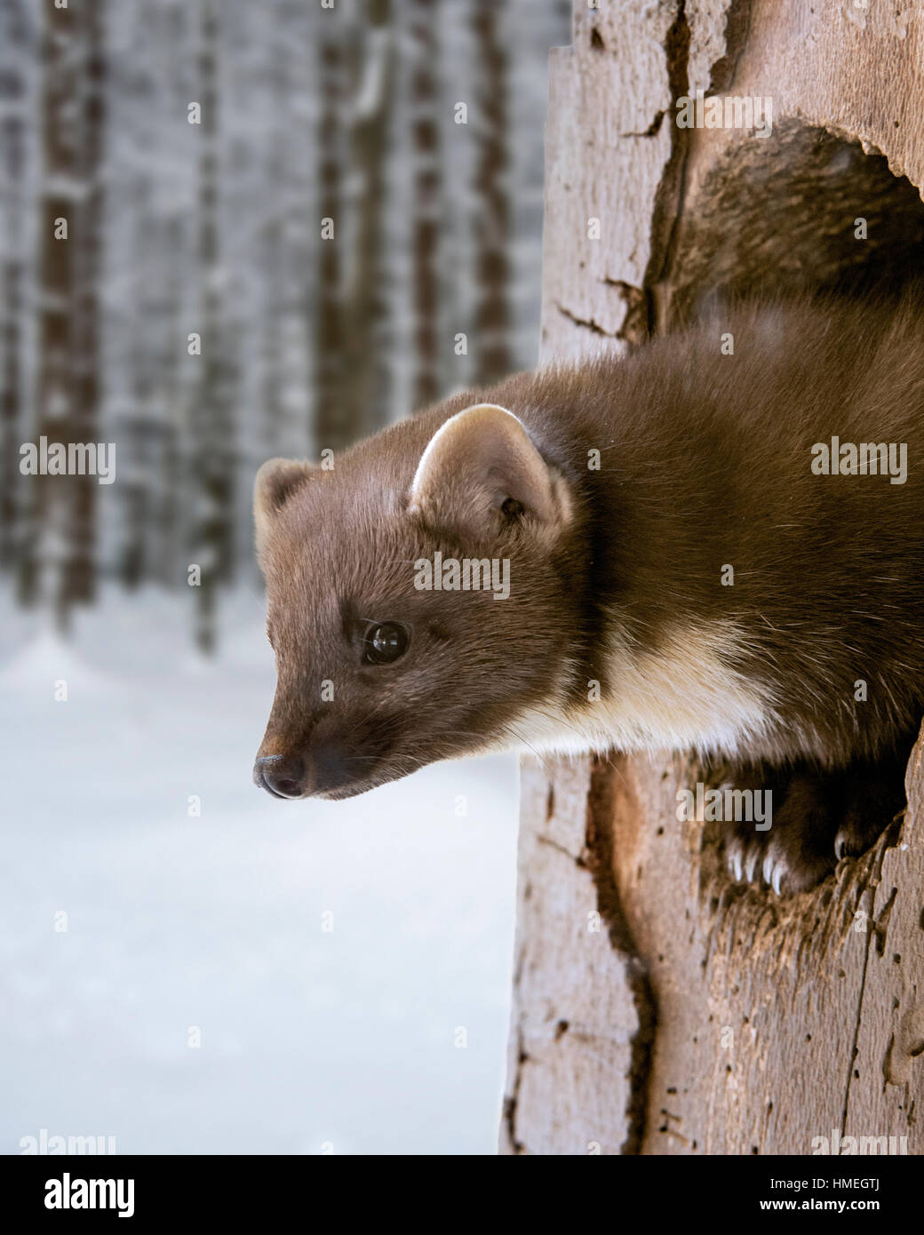 European pine marten (Martes martes) emerging from woodpecker's nest ...