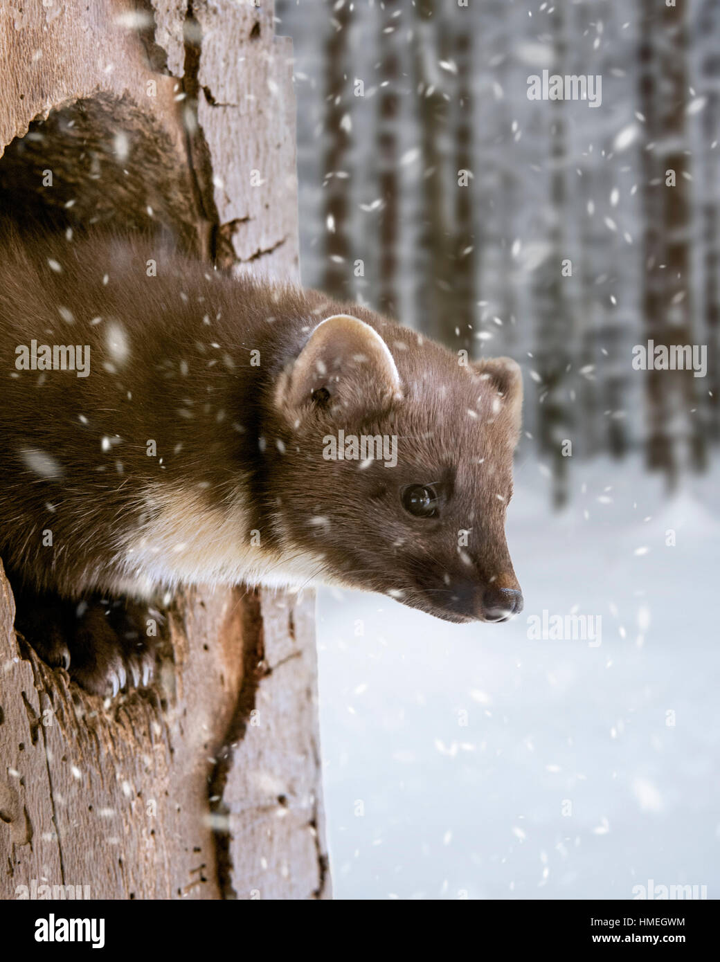 Marten hunting tree hi-res stock photography and images - Alamy