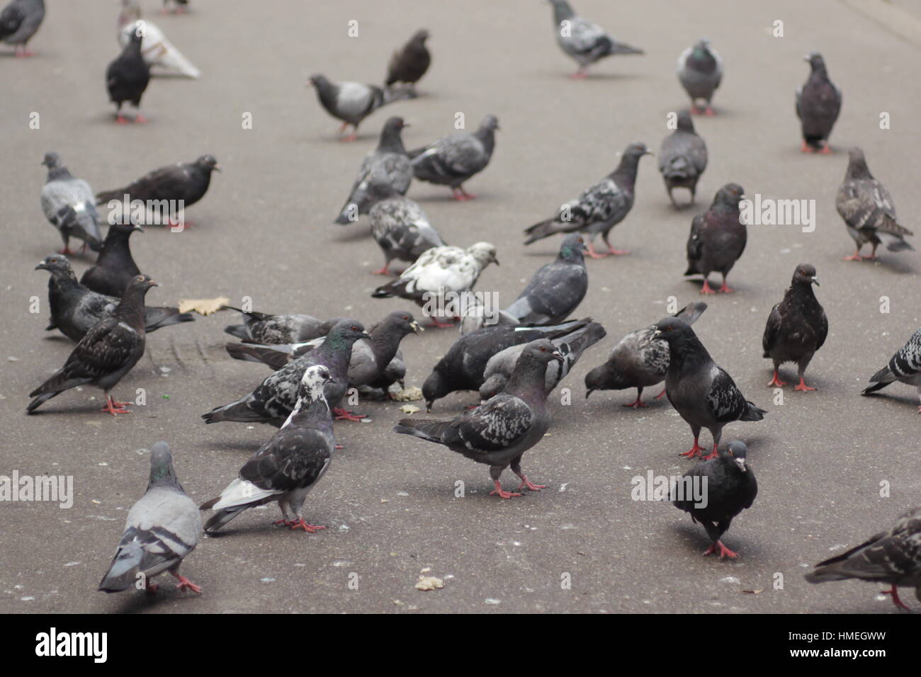 Pigeons in paris hi-res stock photography and images - Alamy