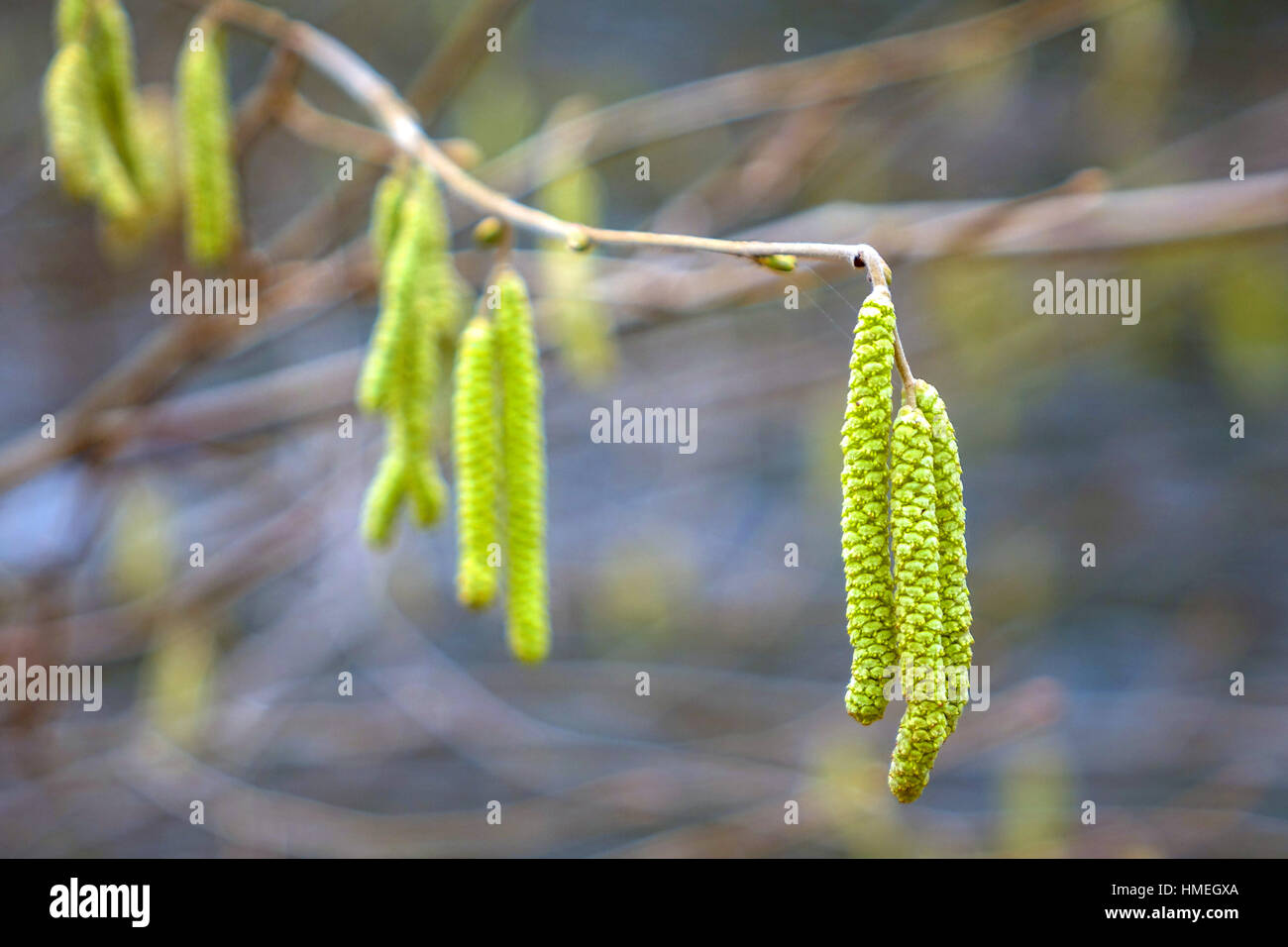 Catkins on branch, sign of spring Stock Photo - Alamy