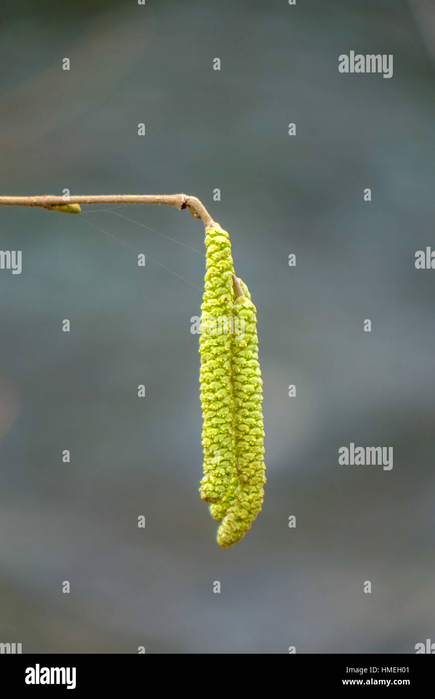 Horizontal catkins hi-res stock photography and images - Alamy