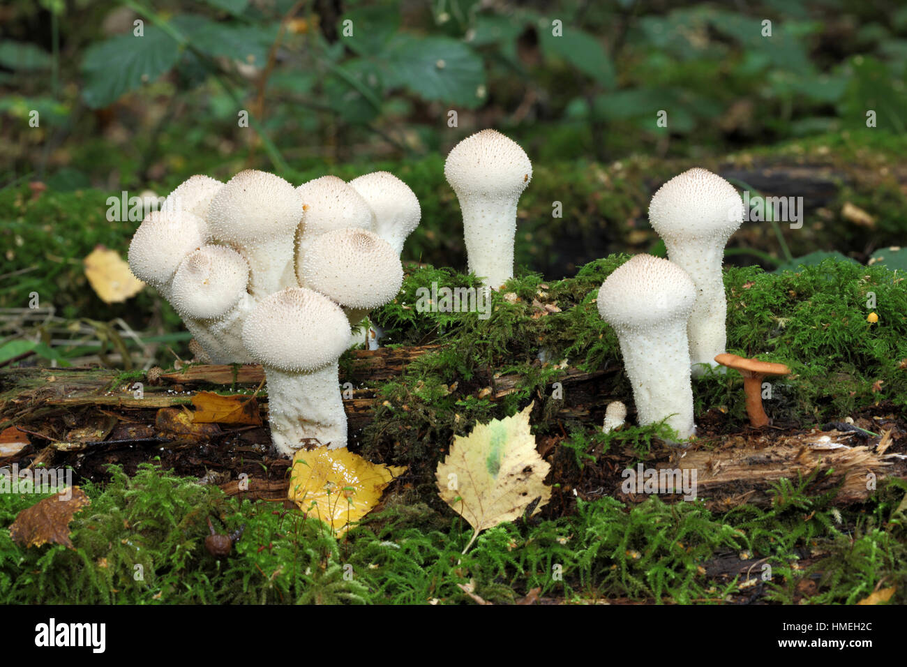 Devils snuff box hi-res stock photography and images - Alamy