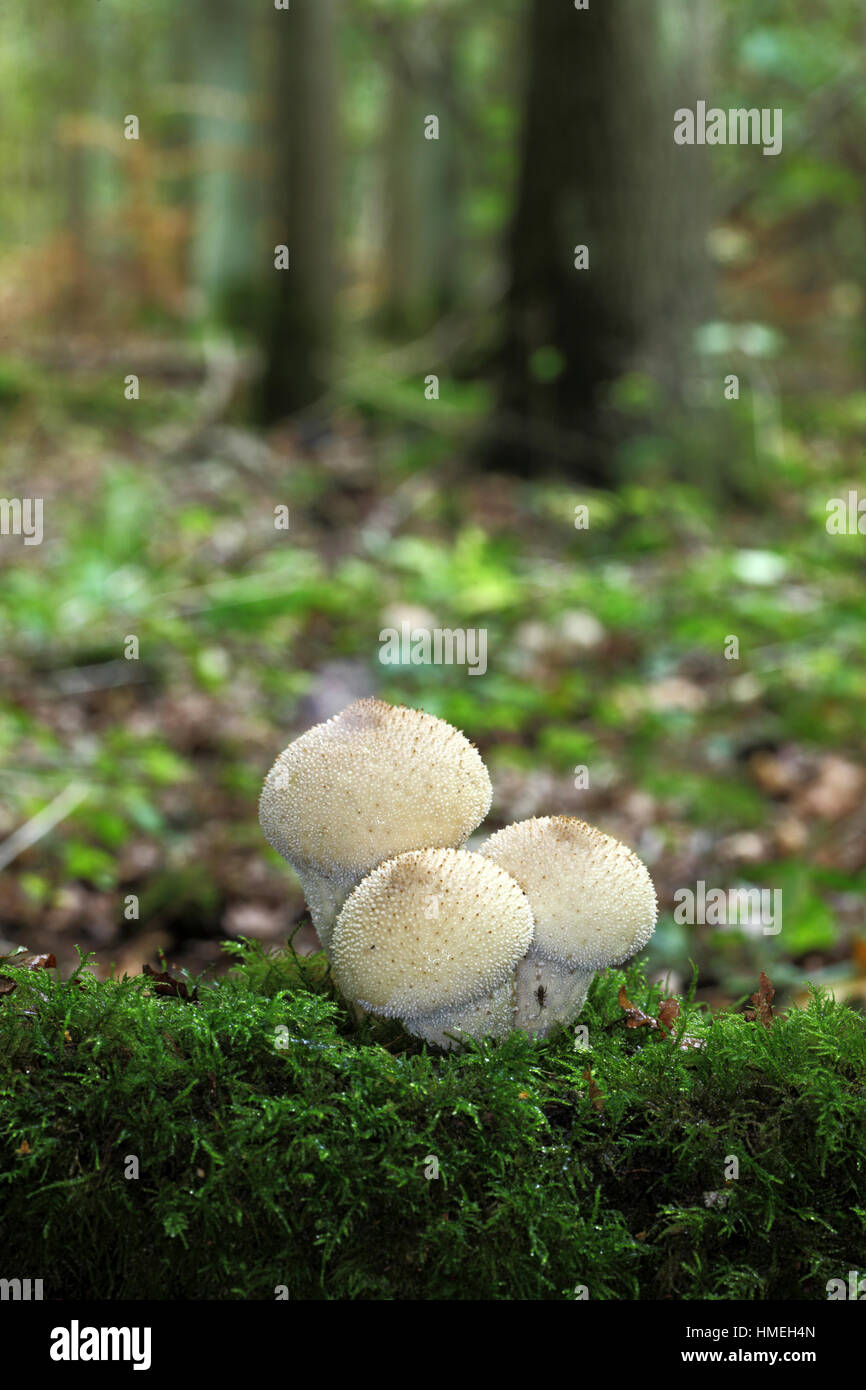 Common puffball, gem-studded puffball or devil's snuff-box, Lycoperdon ...